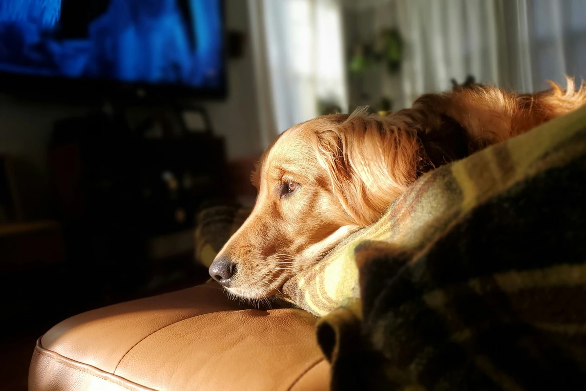 Instinto canino: saiba por que seu cachorro gosta tanto de tomar sol