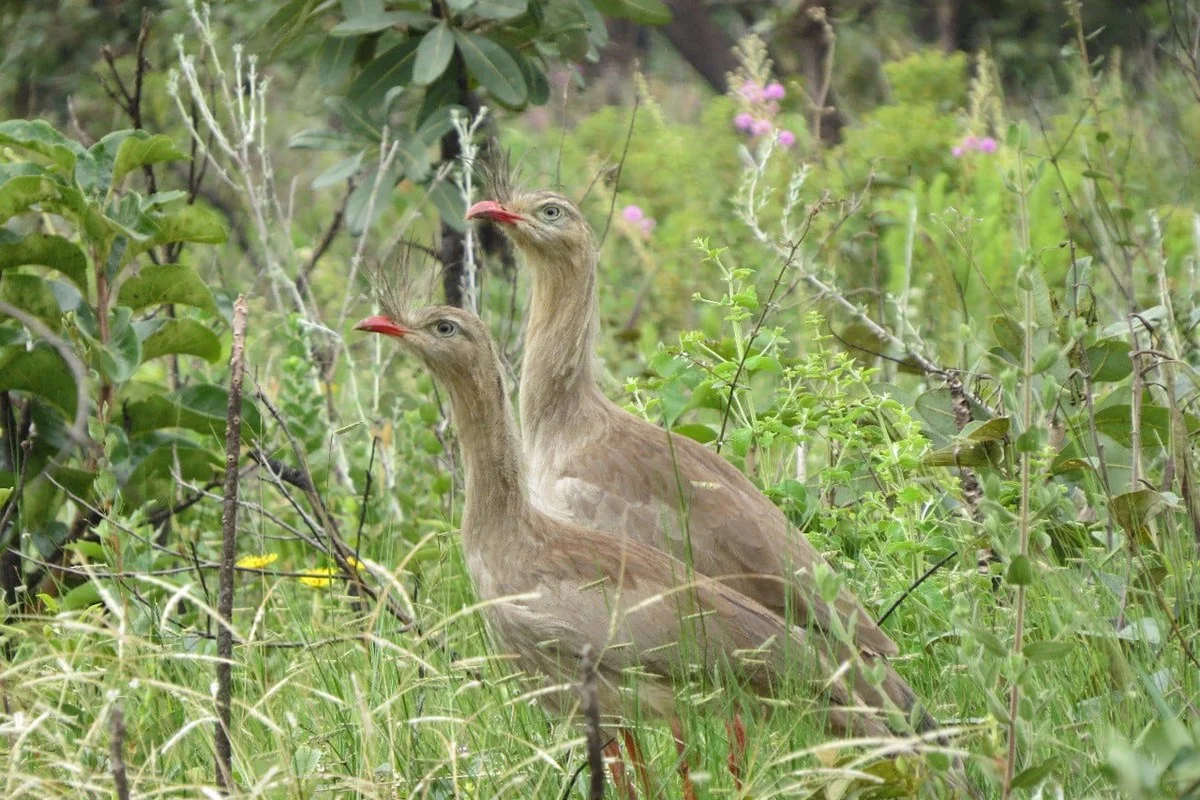 Nascentes, fauna e flora: saiba a importância da Flona para o DF