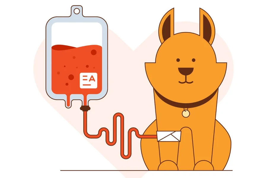 Doação de sangue em cães: entenda o processo e os cuidados necessários