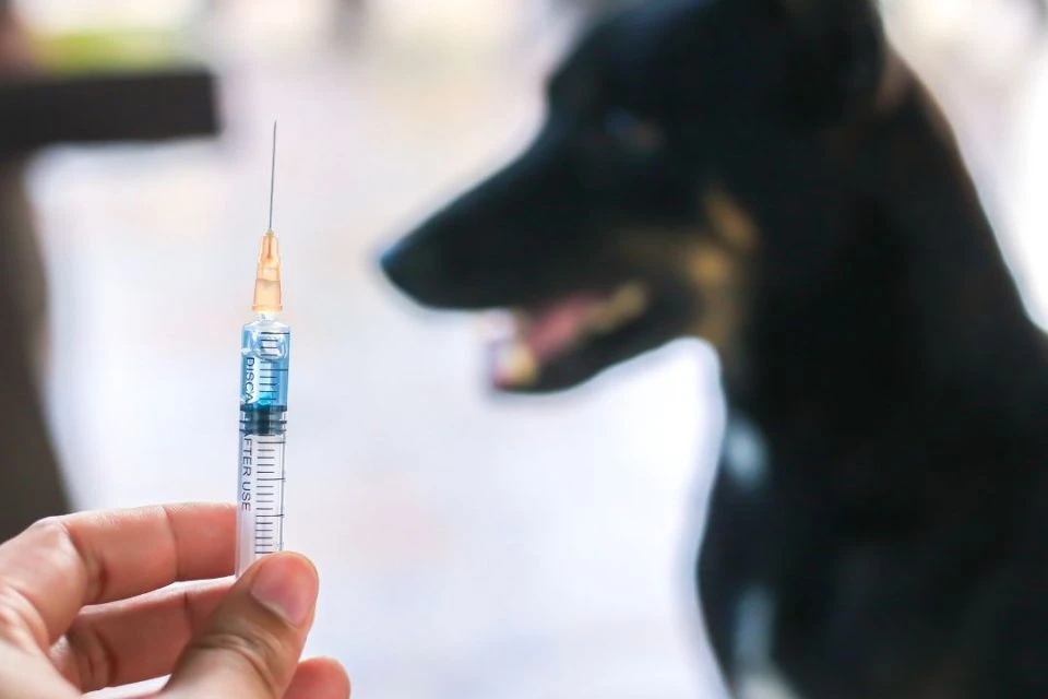 Retomada da vacina contra leishmaniose visceral canina é uma incógnita