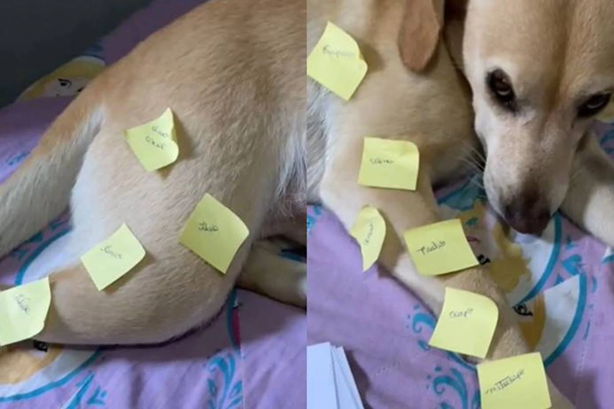 Vídeo: cadela serve de "modelo" para tutora estudar anatomia