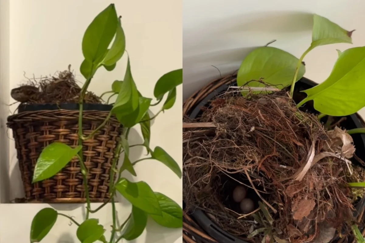 Pássaro invade sala de TV e faz ninho dentro de vaso de plantas