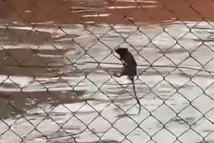 Não está fácil para ninguém: rato luta pela vida após alagamento em SP