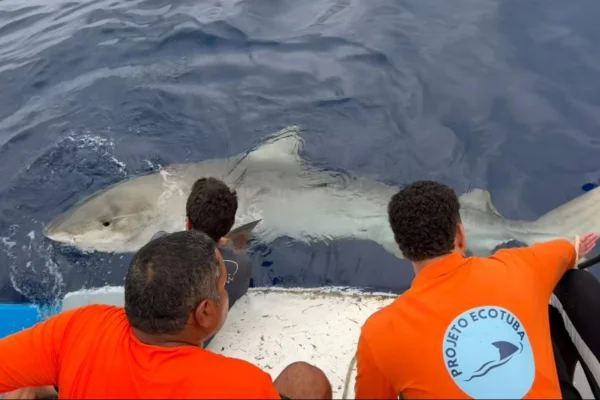 Animal que atacou jovem em Recife é um tubarão-tigre de cerca de 3 m