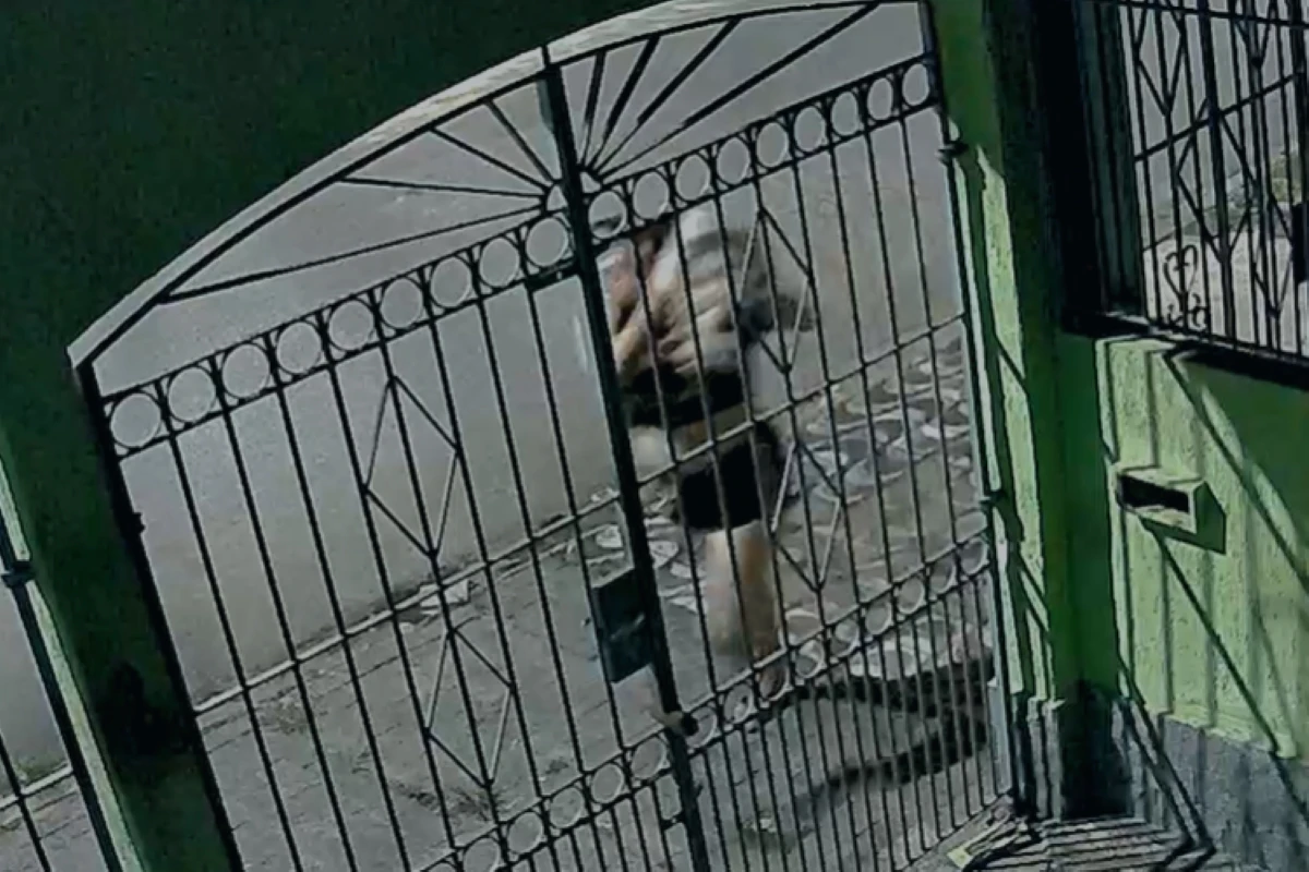 Vídeo: cachorra é furtada de dentro de garagem no litoral sul de SP