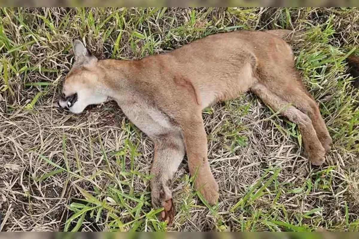 Onça-parda é encontrada morta em rodovia do Paraná