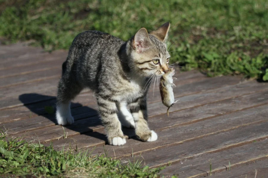 Risco alto: por que gatos não devem comer baratas, lagartixas ou ratos